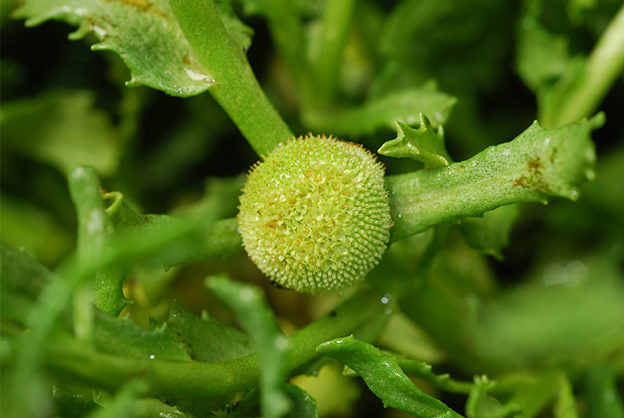 Our Centipeda cunninghamii extract encourages skin renewal – REnuCELL®